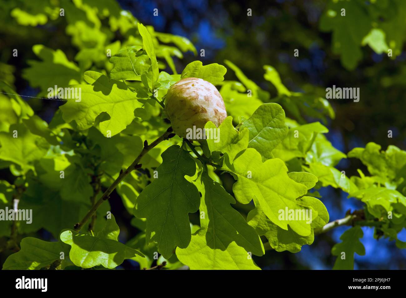 Gall apple on a branch of an oak (Quercus rubor Stock Photo - Alamy