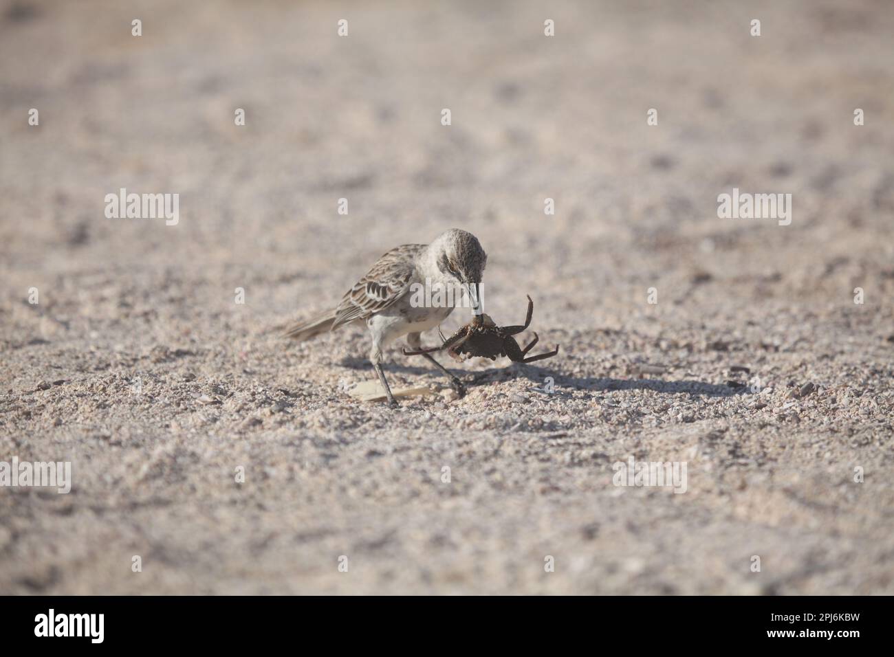 Galapagos Mockingbird catching a small crab, Galapagos Islands, Ecuador ...