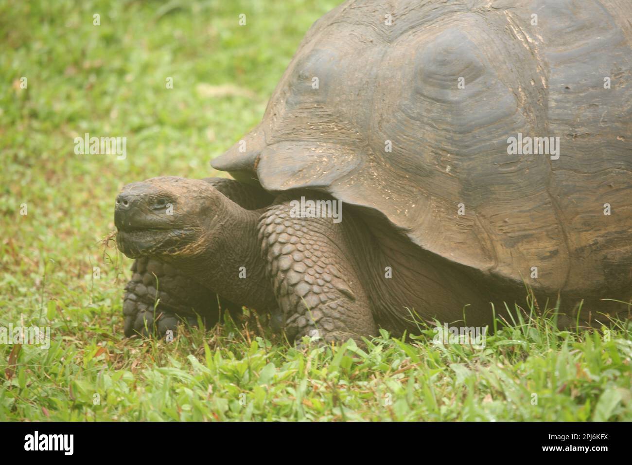 Galapagos Giant Tortoise, Galapagos Islands, Ecuador Stock Photo - Alamy