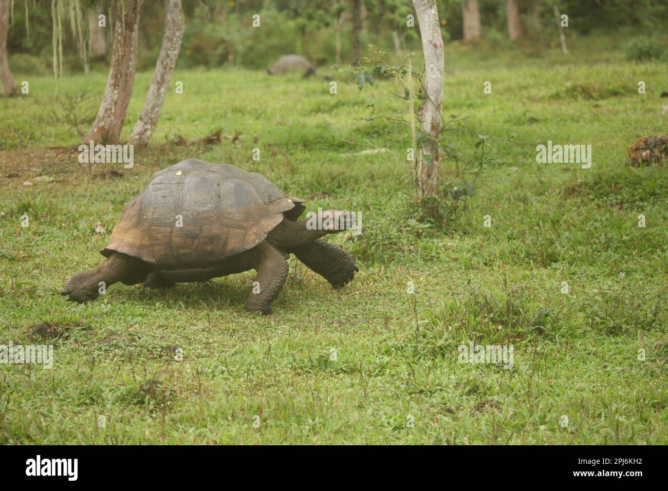Galapagos Giant Tortoise, Galapagos Islands, Ecuador Stock Photo - Alamy Galapagos Giant Tortoise, Galapagos Islands, Ecuador Stock Photo - Alamy