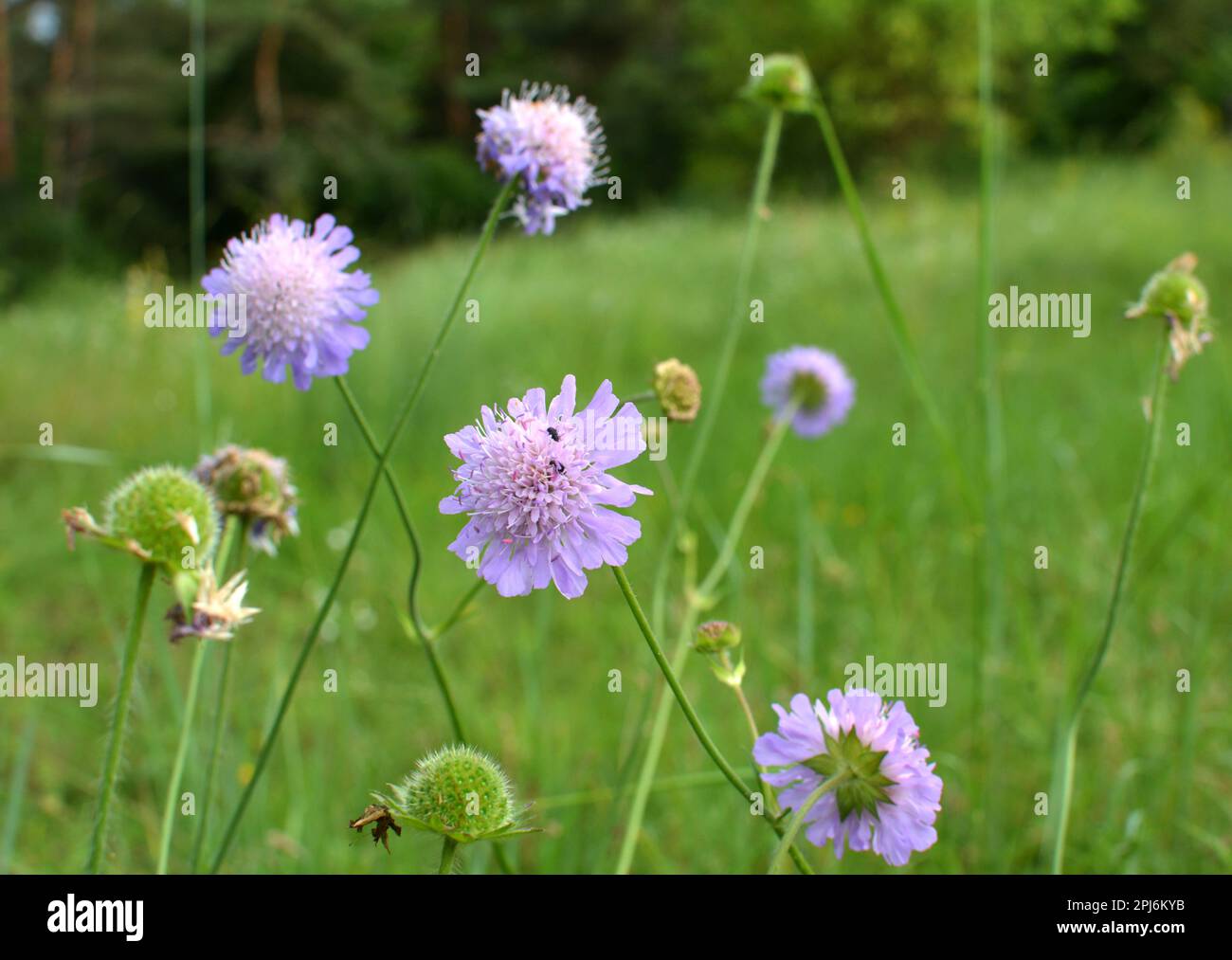 Knautia arvensis grows among grasses in the wild Stock Photo - Alamy