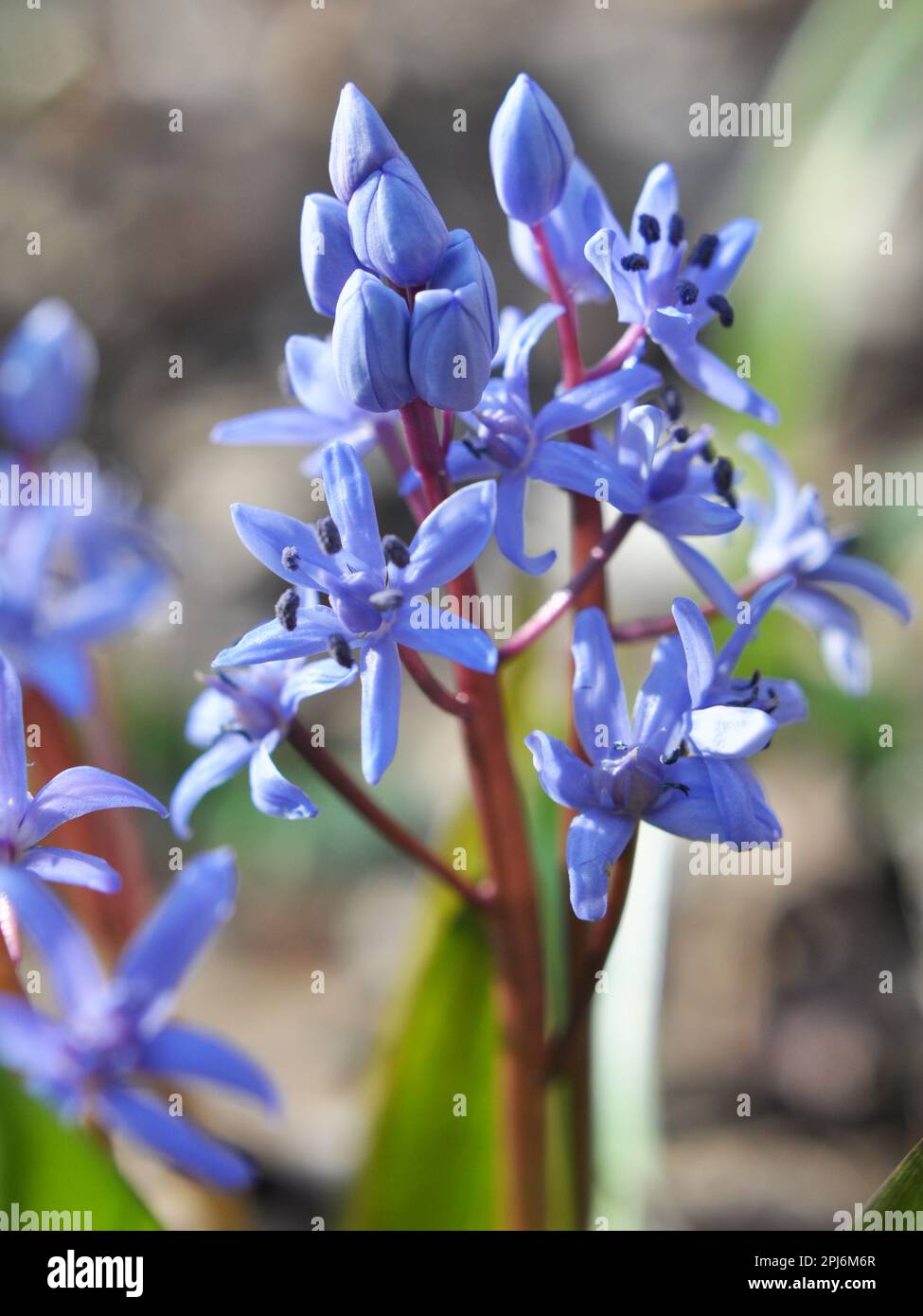 In the spring in the forest in the wild blooms snowdrop bifoliate ...