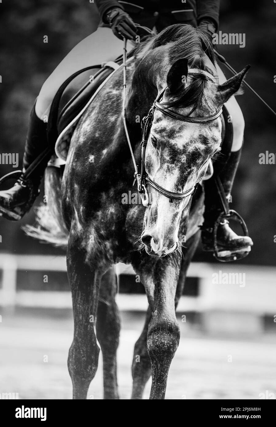 Saddle head Black and White Stock Photos & Images - Alamy