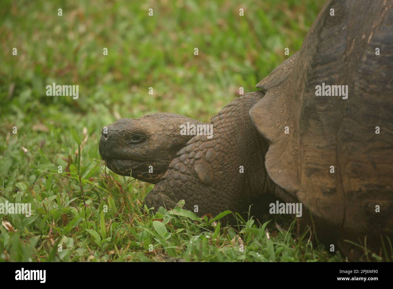 Galapagos Giant Tortoise, Galapagos Islands, Ecuador Stock Photo - Alamy Galapagos Giant Tortoise, Galapagos Islands, Ecuador Stock Photo - Alamy