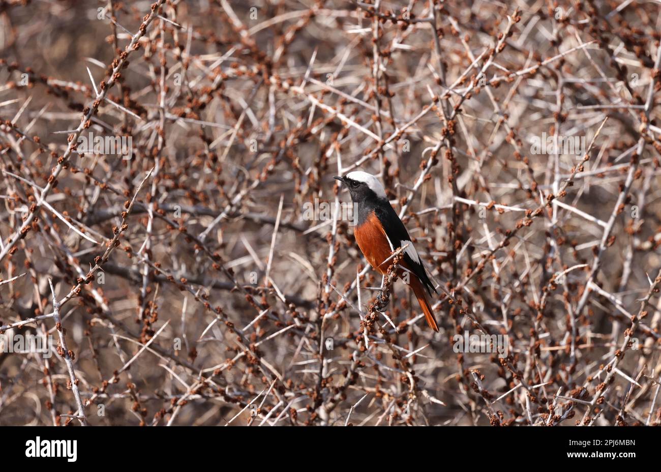 male white-winged redstart Stock Photo - Alamy
