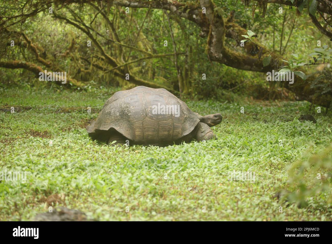 Galapagos Giant Tortoise, Galapagos Islands, Ecuador Stock Photo - Alamy