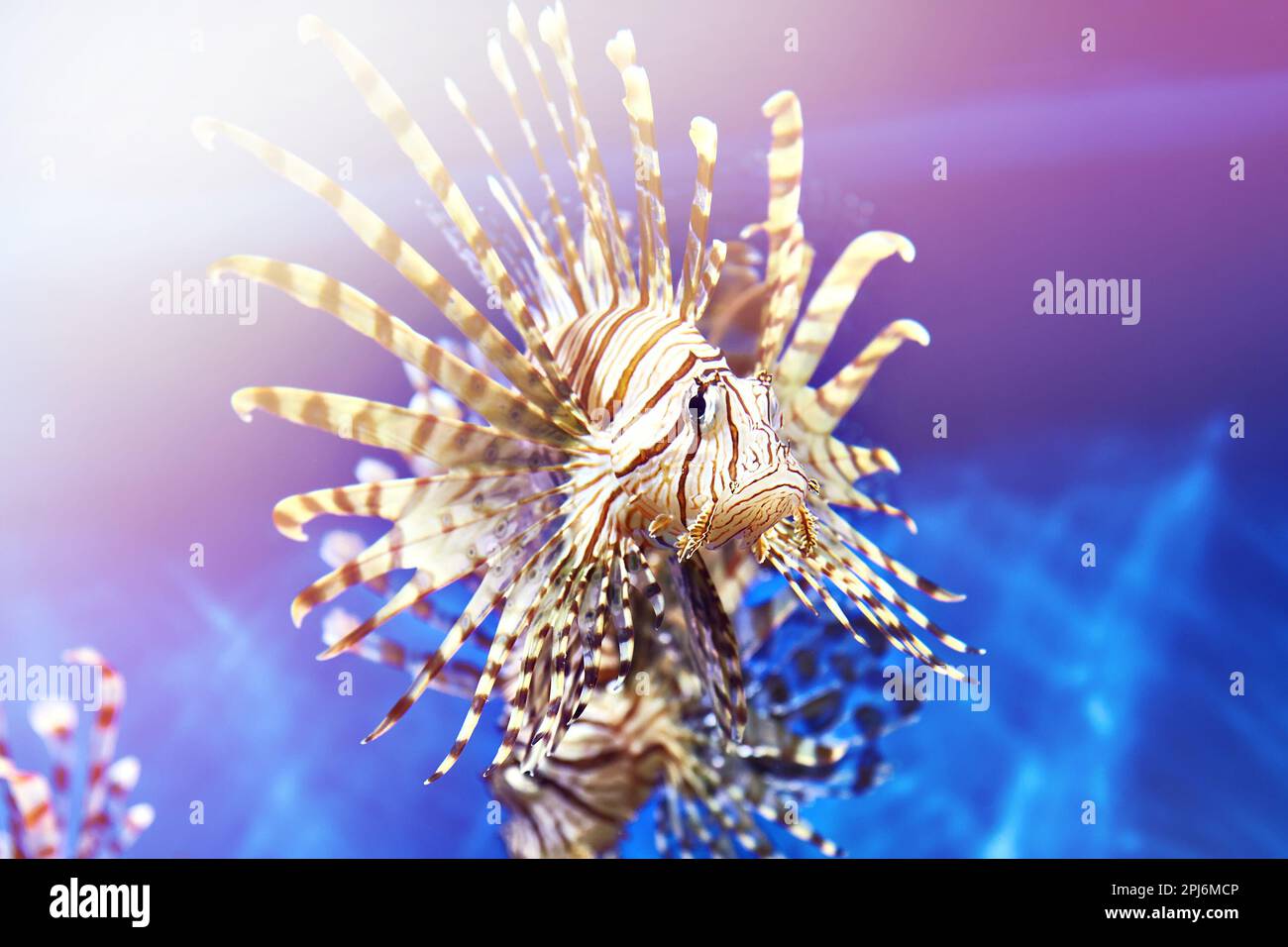 Poisonous lionfish in blue water sea close up Stock Photo - Alamy