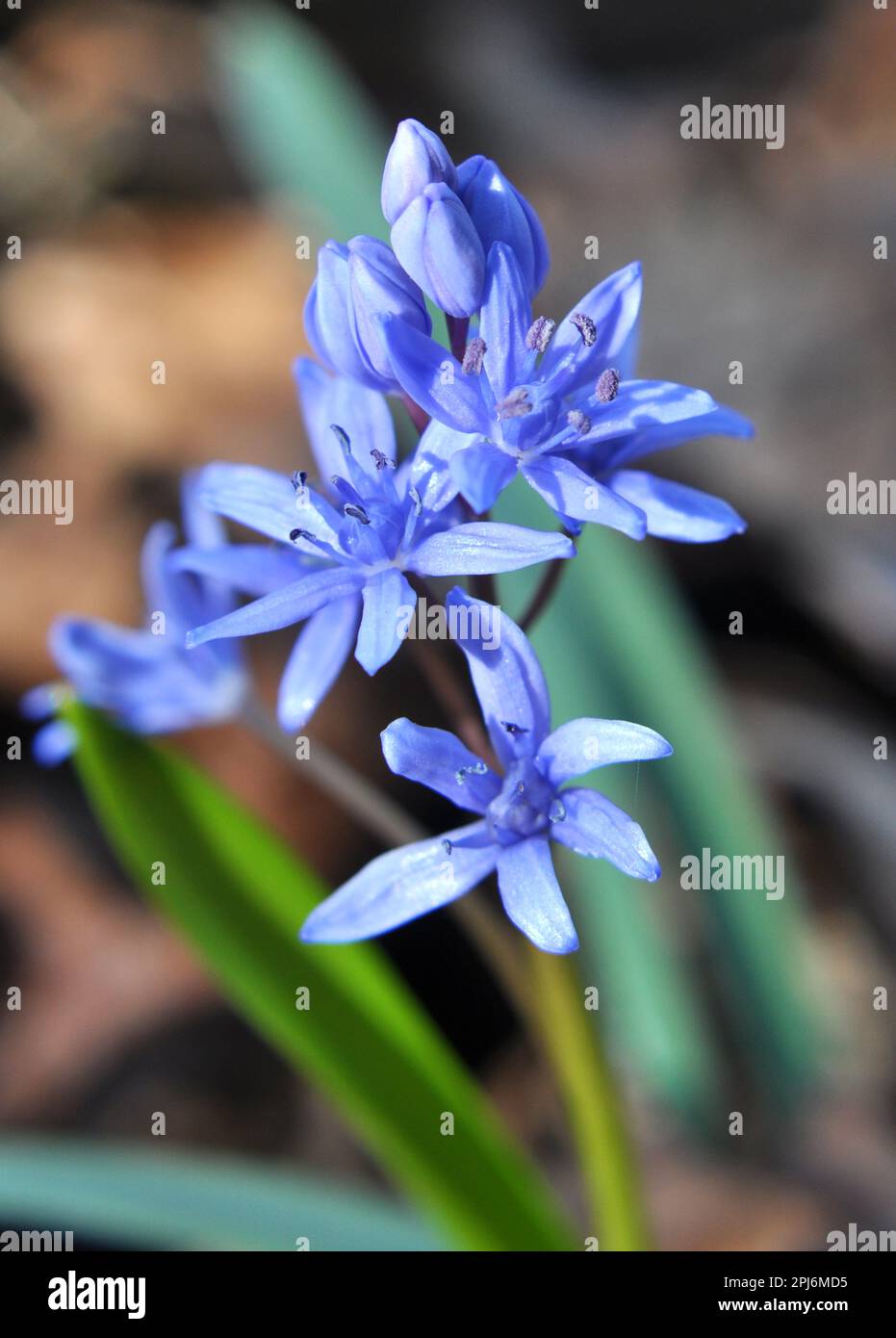 In the spring in the forest in the wild blooms snowdrop bifoliate ...