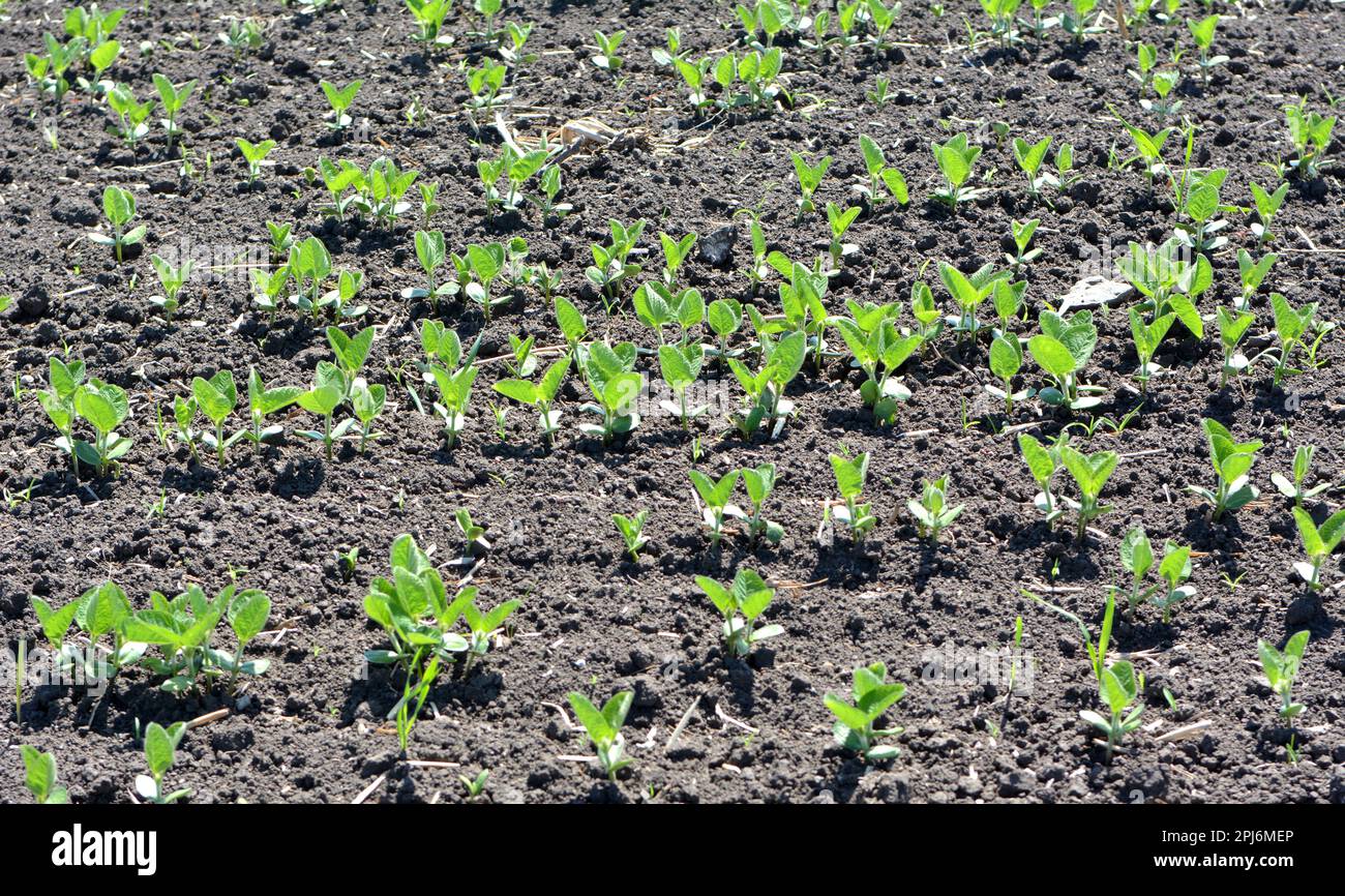 Spring soybean seedlings on a farm field Stock Photo - Alamy