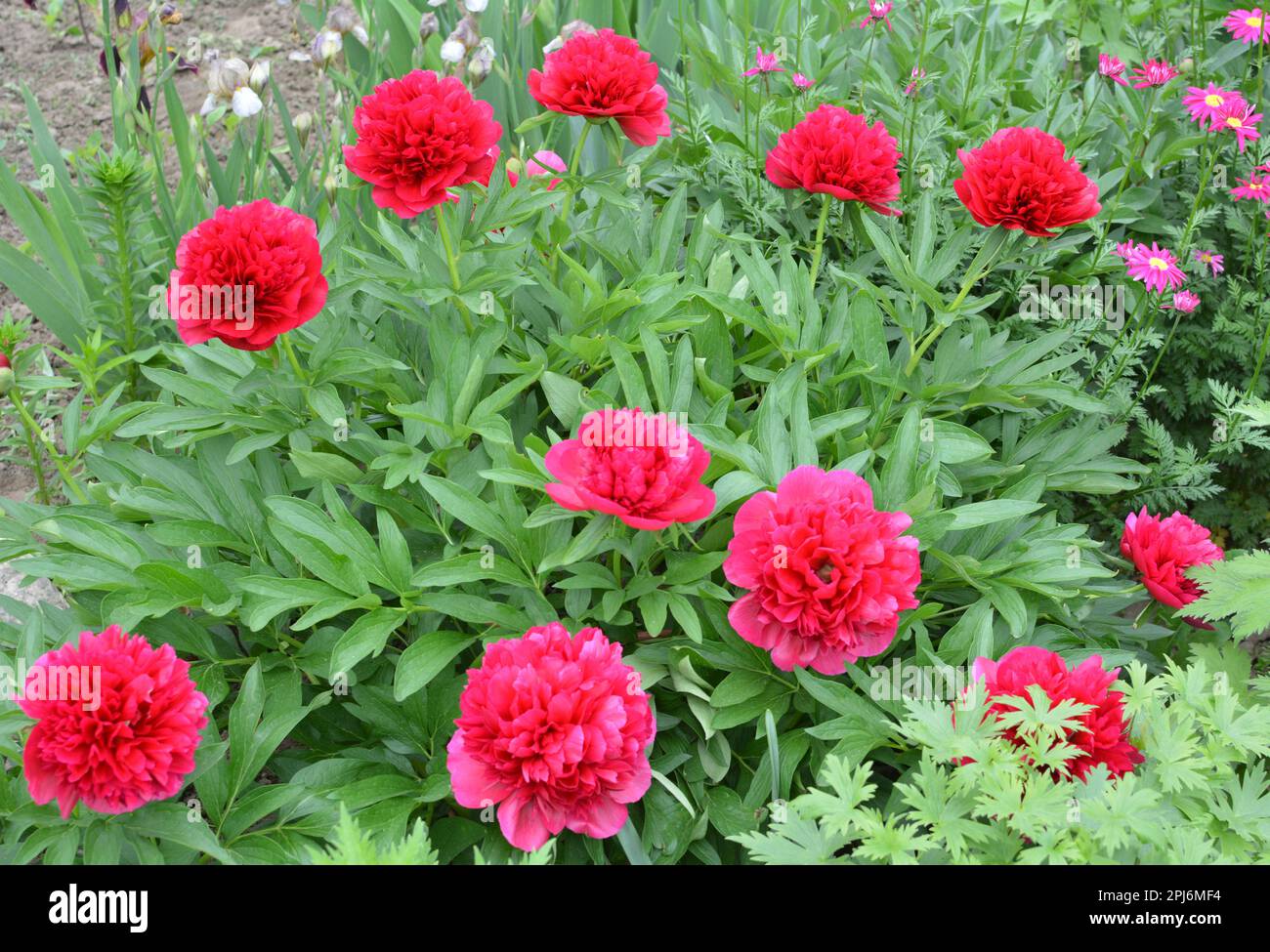 In the garden on a flower bed peony blooms Stock Photo - Alamy