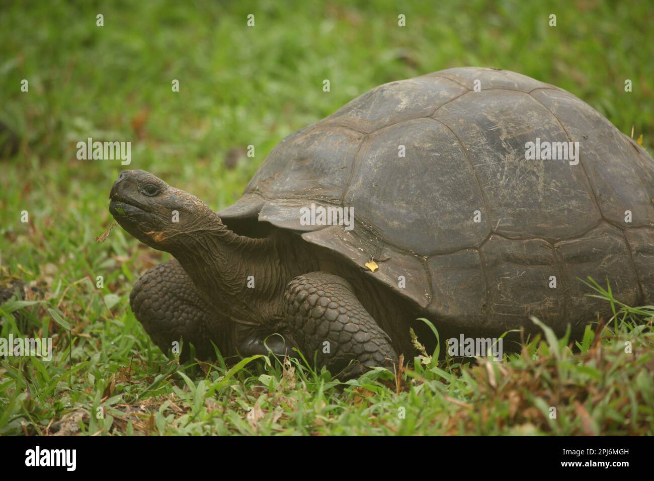 Galapagos Giant Tortoise, Galapagos Islands, Ecuador Stock Photo - Alamy