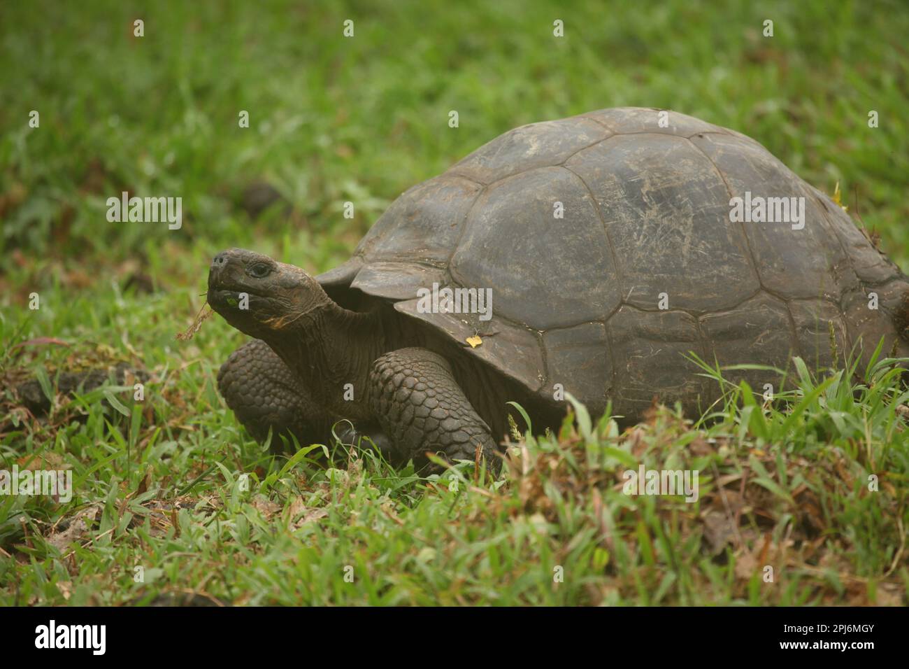 Galapagos Giant Tortoise, Galapagos Islands, Ecuador Stock Photo - Alamy