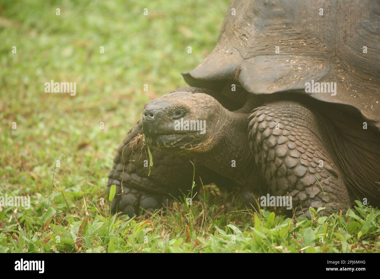 Galapagos Giant Tortoise, Galapagos Islands, Ecuador Stock Photo - Alamy