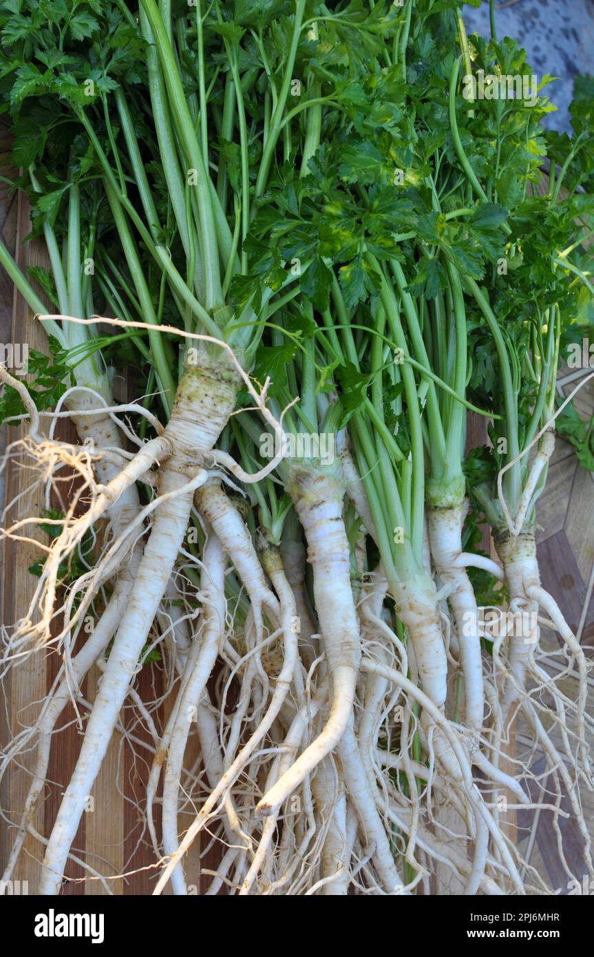 Raw parsley roots leaves hi-res stock photography and images - Alamy