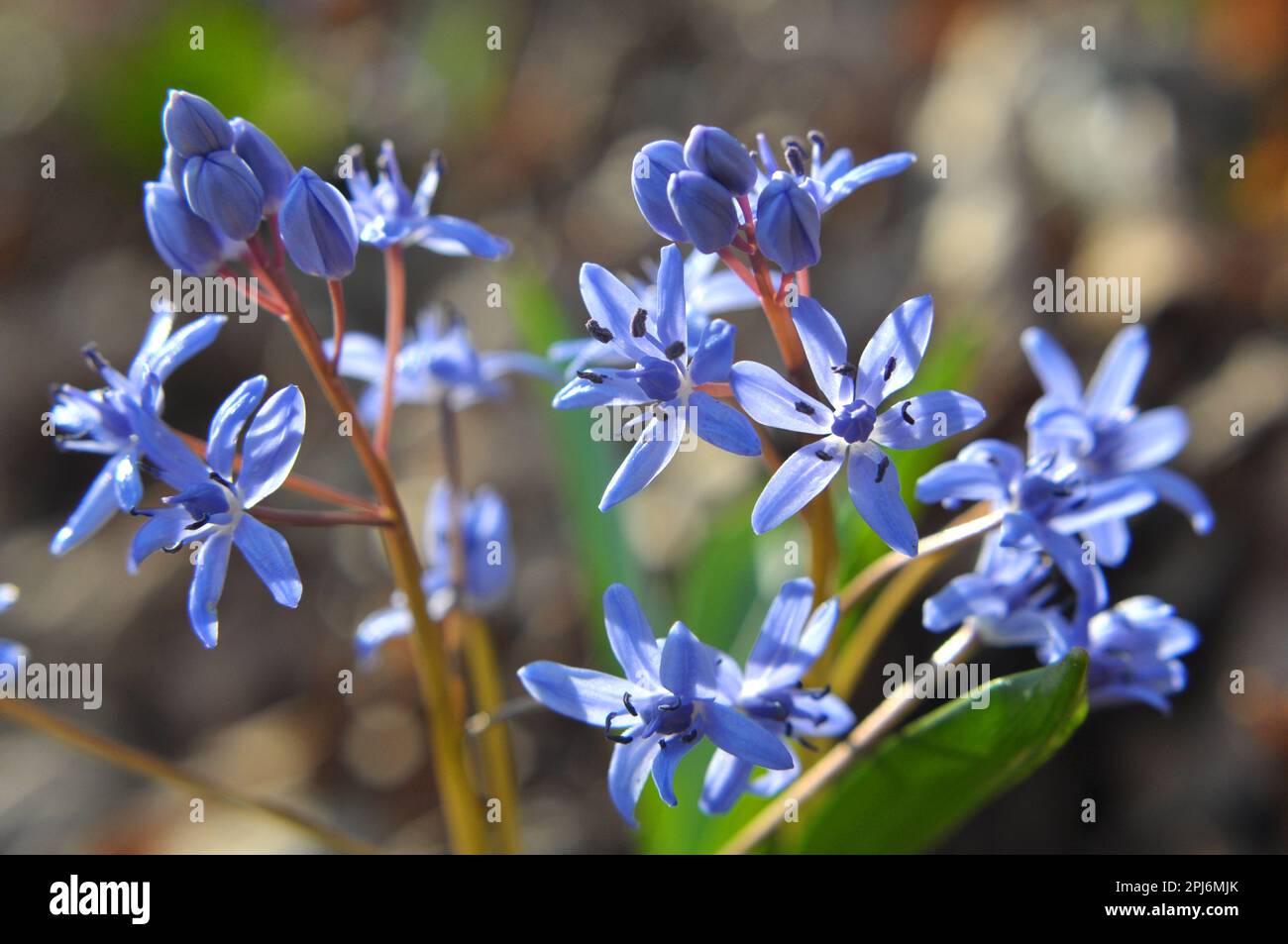 In the spring in the forest in the wild blooms snowdrop bifoliate ...