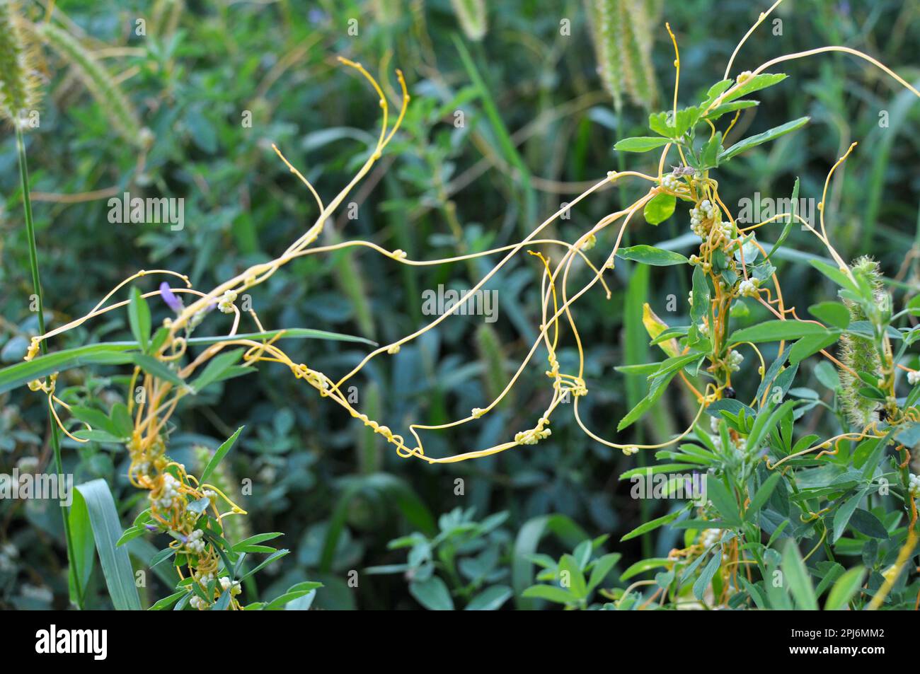 The parasitic plant cuscuta grows in the field among crops Stock Photo ...