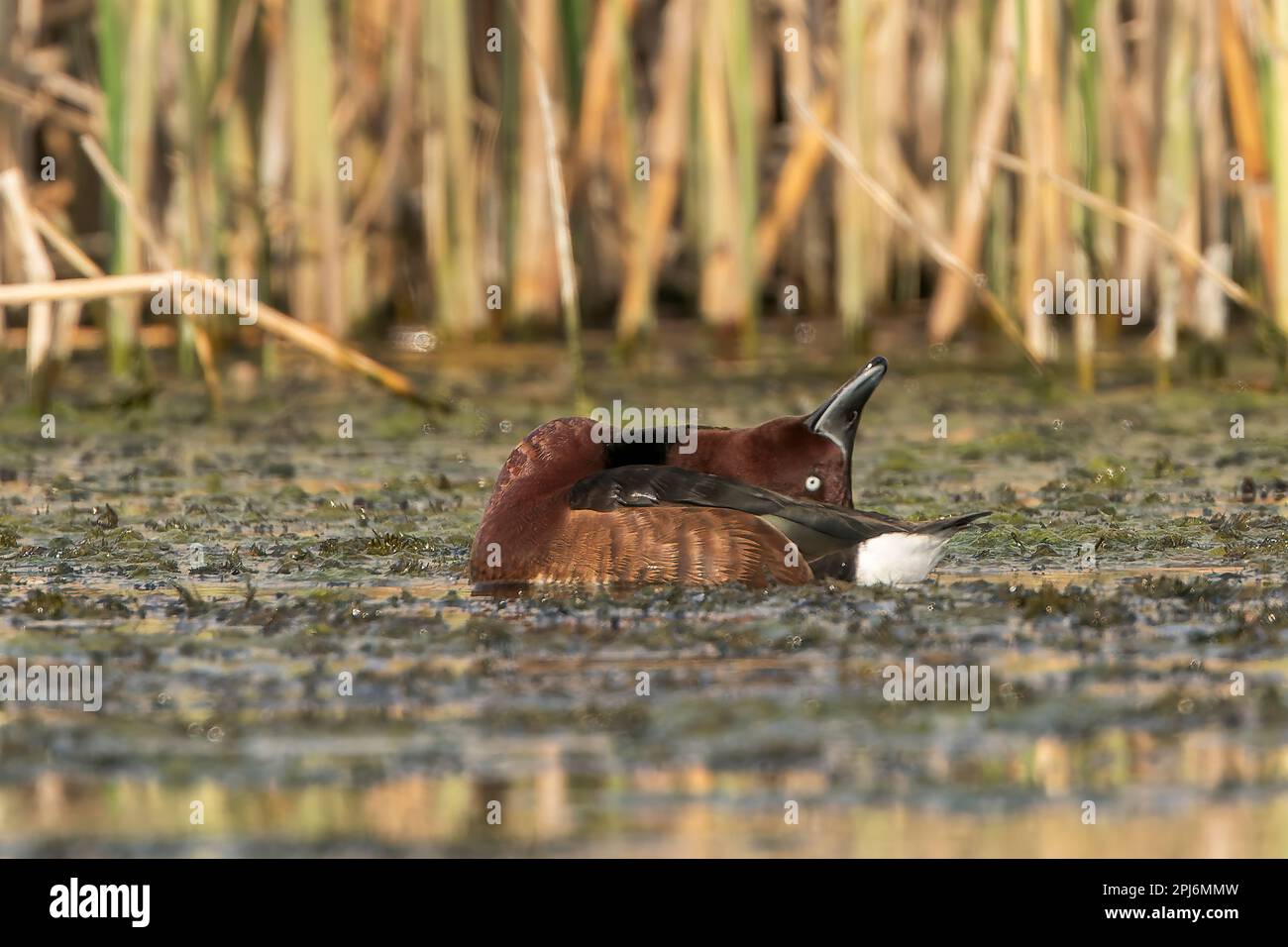 ferruginous duck, Aythya nyroca, single adult male in courtship display ...