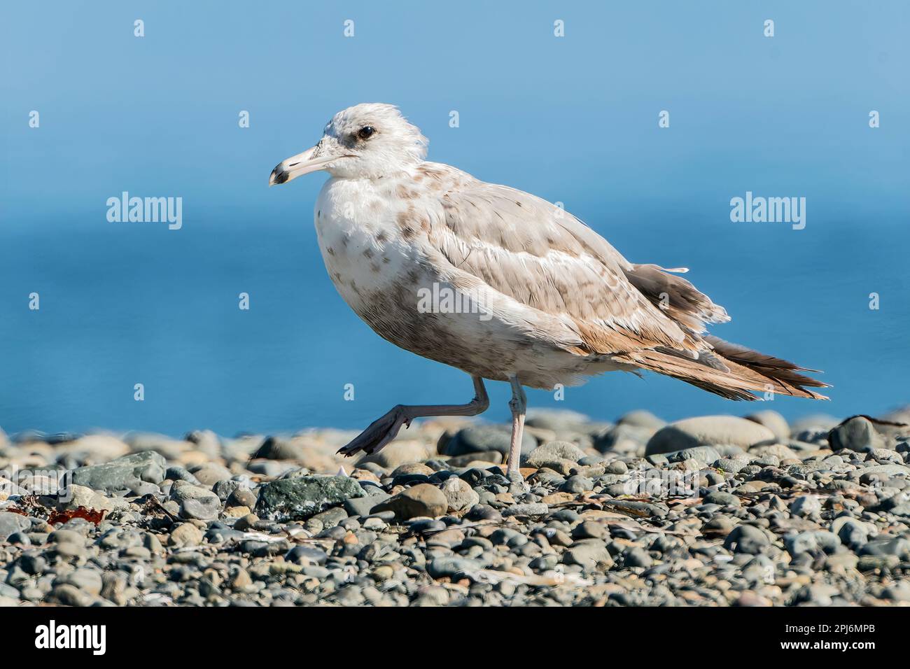 glaucous-winged gull, Larus glaucescens, a single juvenile bird perched ...