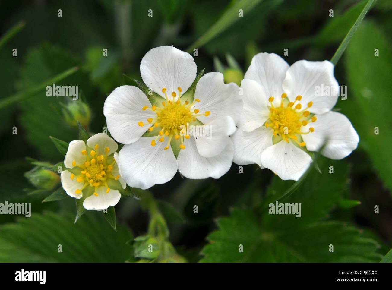 In spring, wild strawberries bloom in nature Stock Photo - Alamy