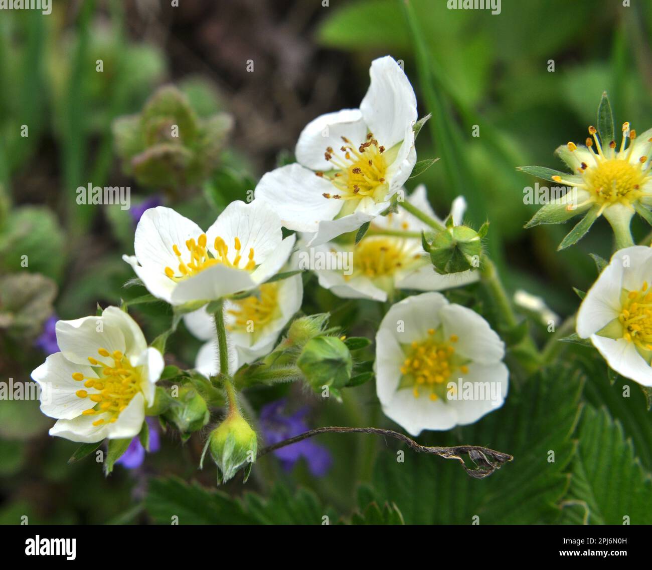 In spring, wild strawberries bloom in nature Stock Photo - Alamy