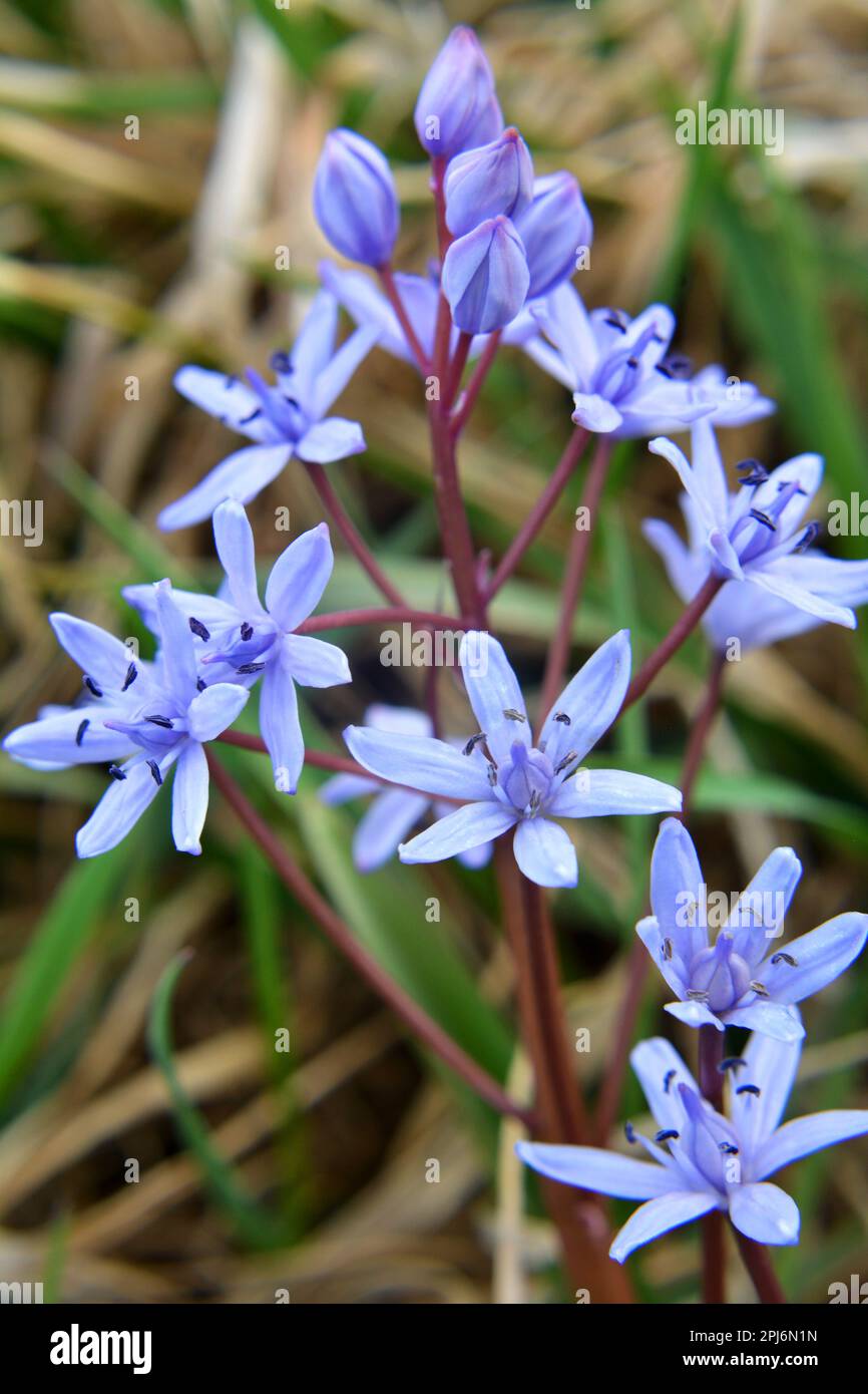 In the spring in the forest in the wild blooms snowdrop bifoliate ...