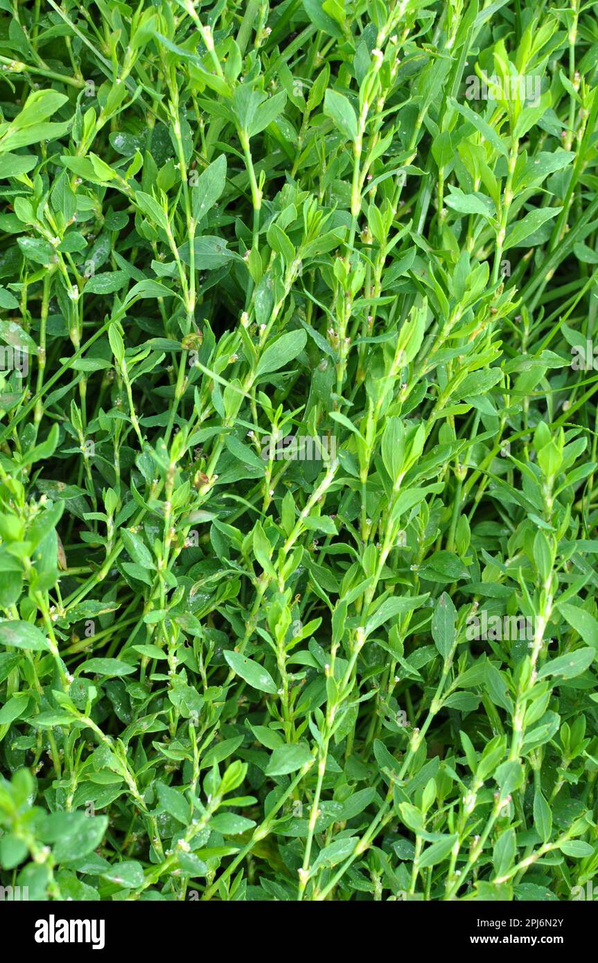 Polygonum aviculare grass grows in the wild Stock Photo - Alamy
