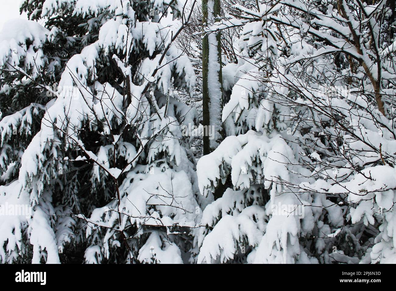 Evergreen trees with snow hi-res stock photography and images - Alamy