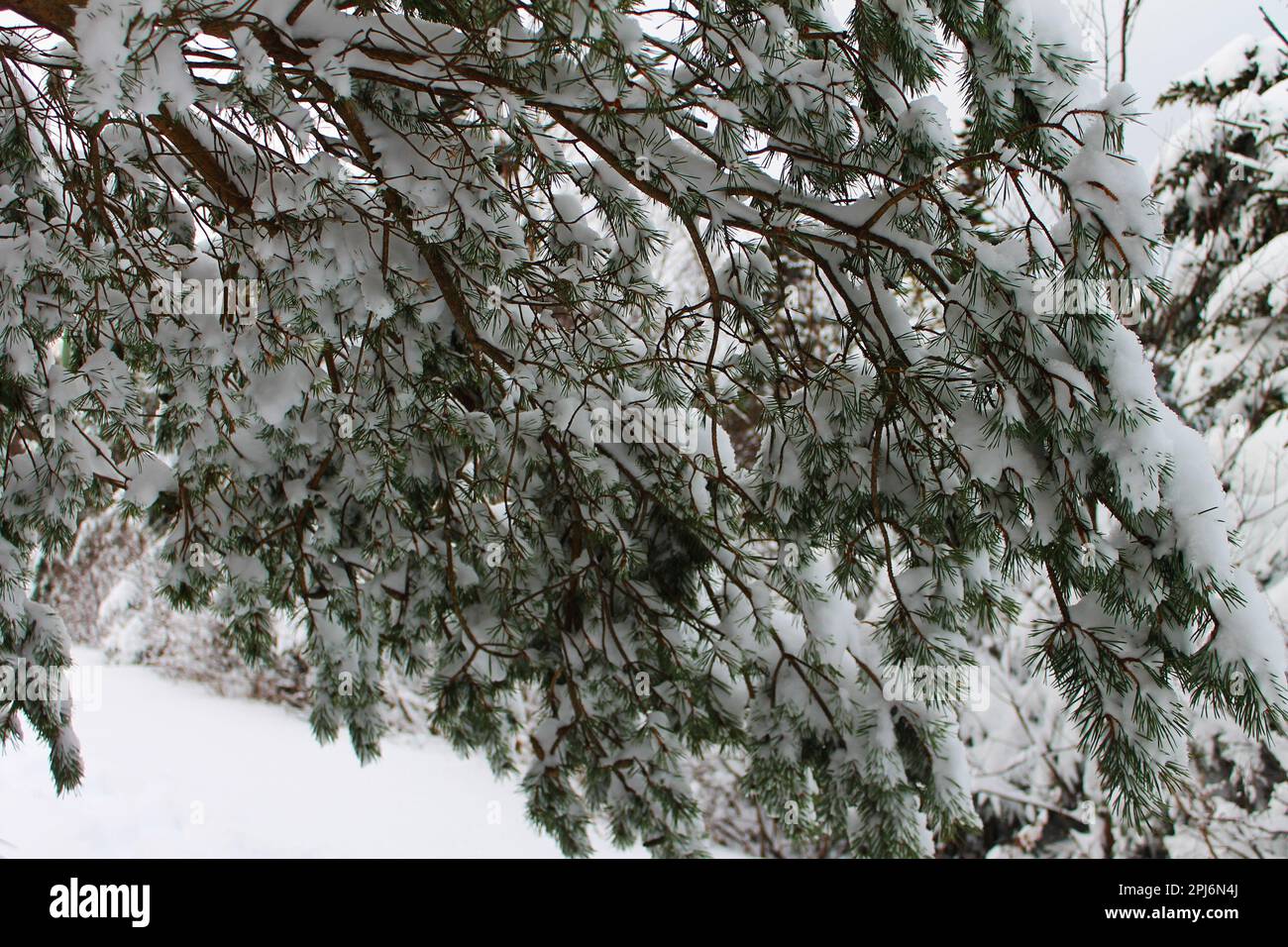 Looking out from under a snow covered tree branch of an evergreen tree ...