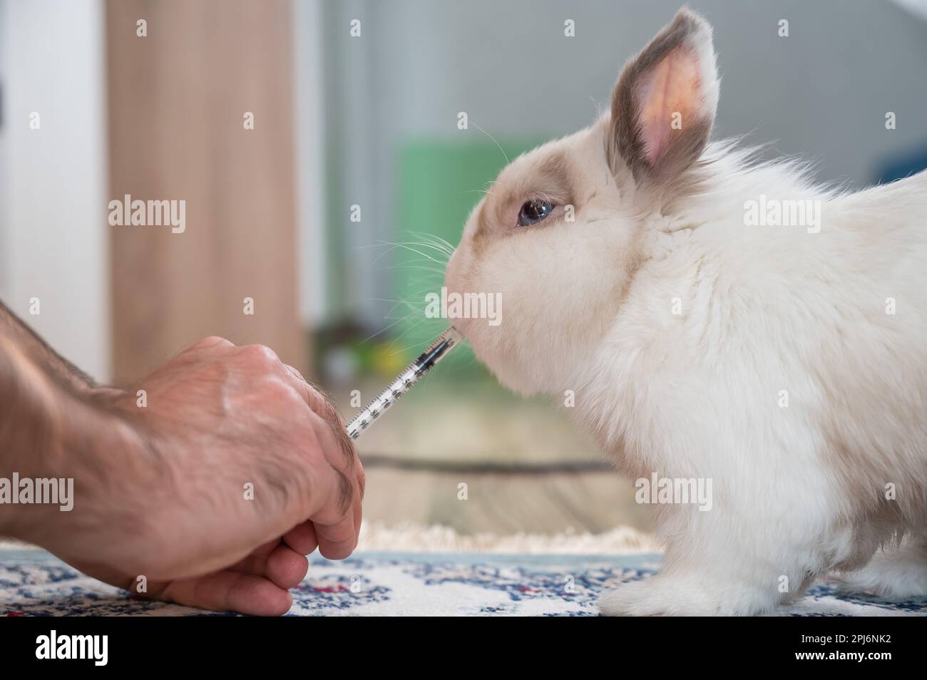 A man gives a rabbit medicine from a syringe. Bunny drinks from a ...