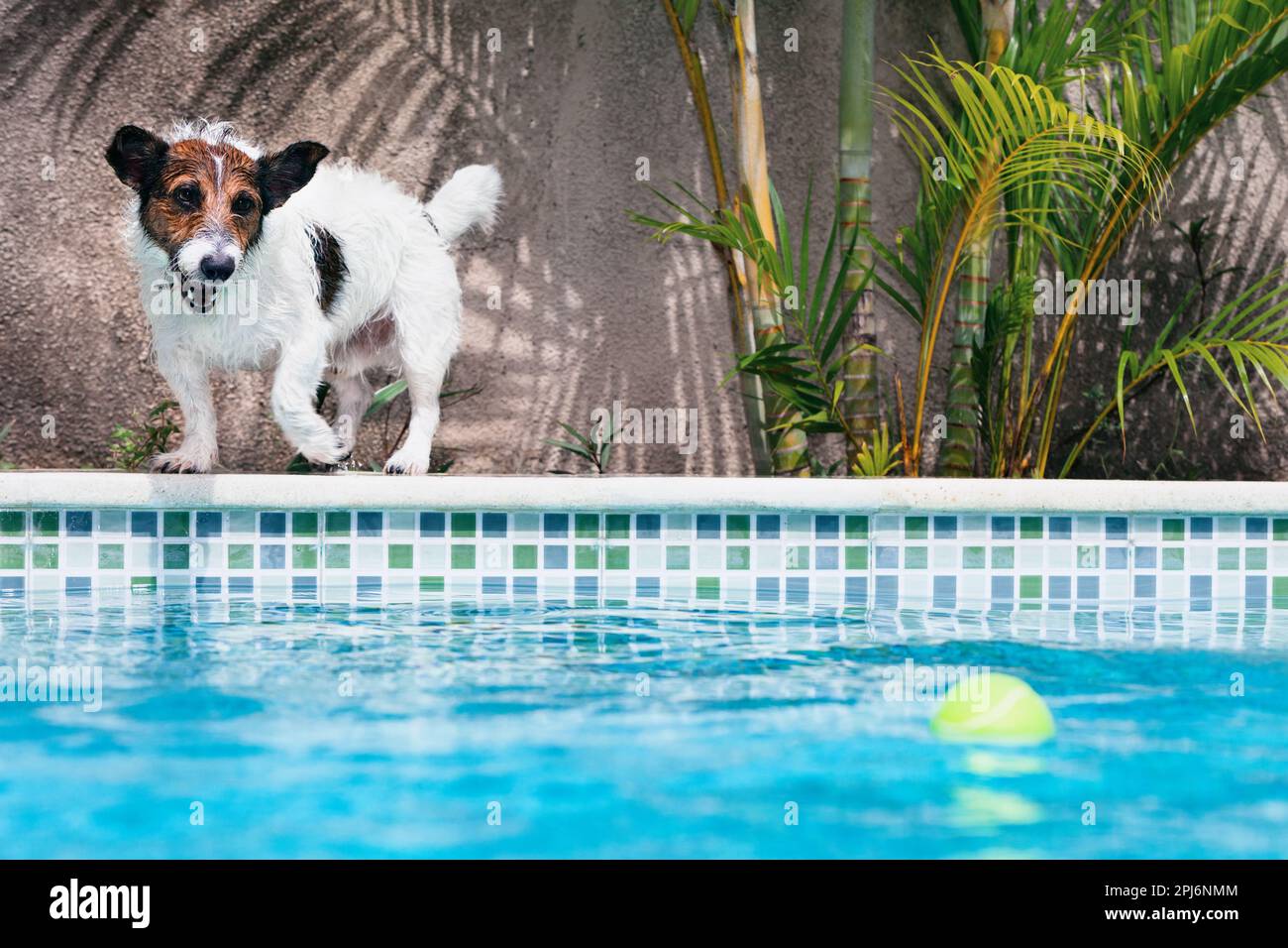 Funny photo of jack russell terrier puppy playing with fun in swimming ...