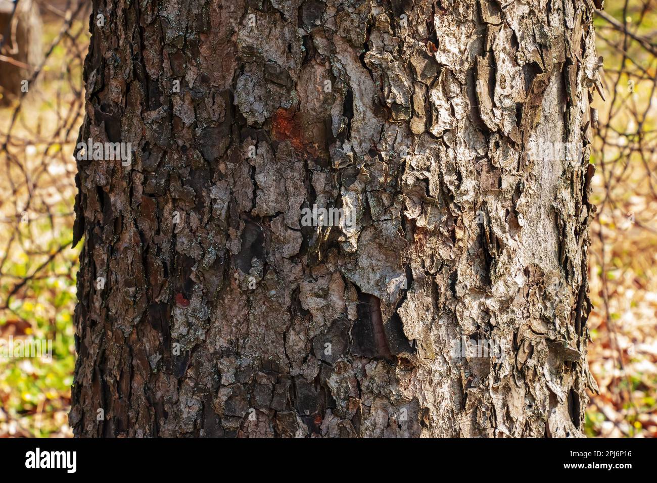 Sorbus torminalis bark hi-res stock photography and images - Alamy