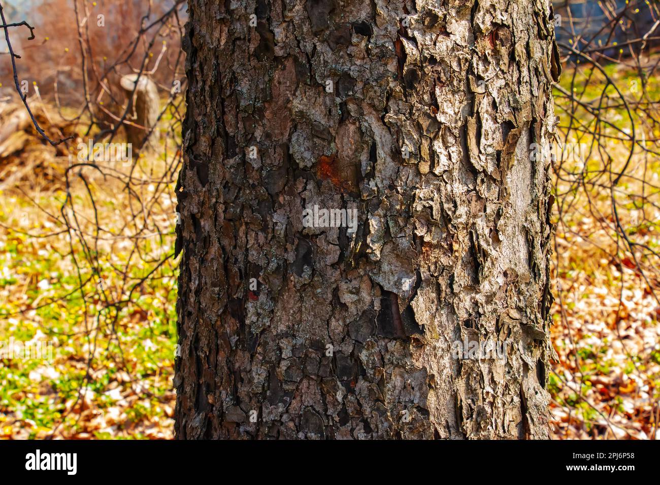 Sorbus torminalis bark hi-res stock photography and images - Alamy