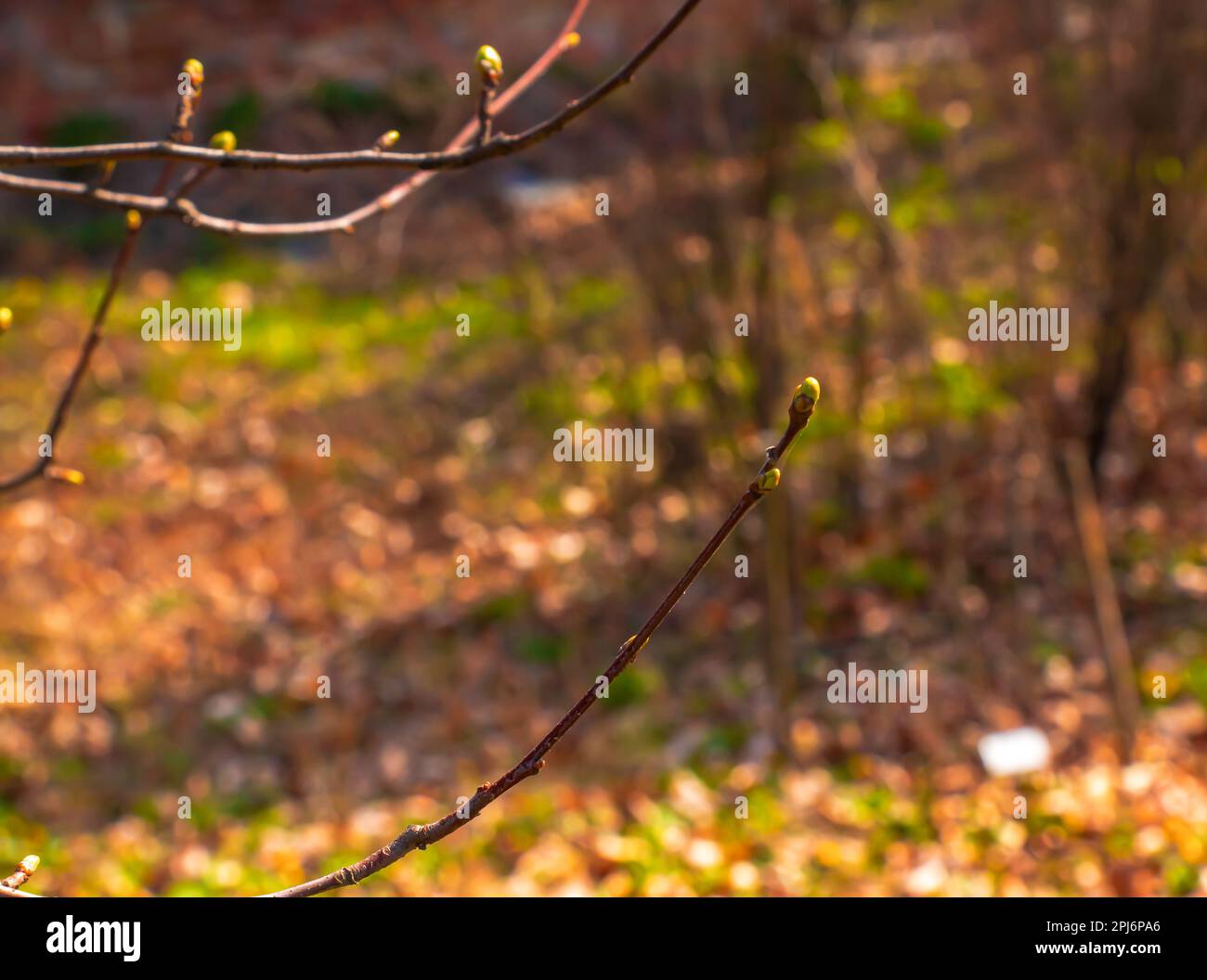 Wild service tree, Sorbus torminalis, buds on a twig in spring Stock ...