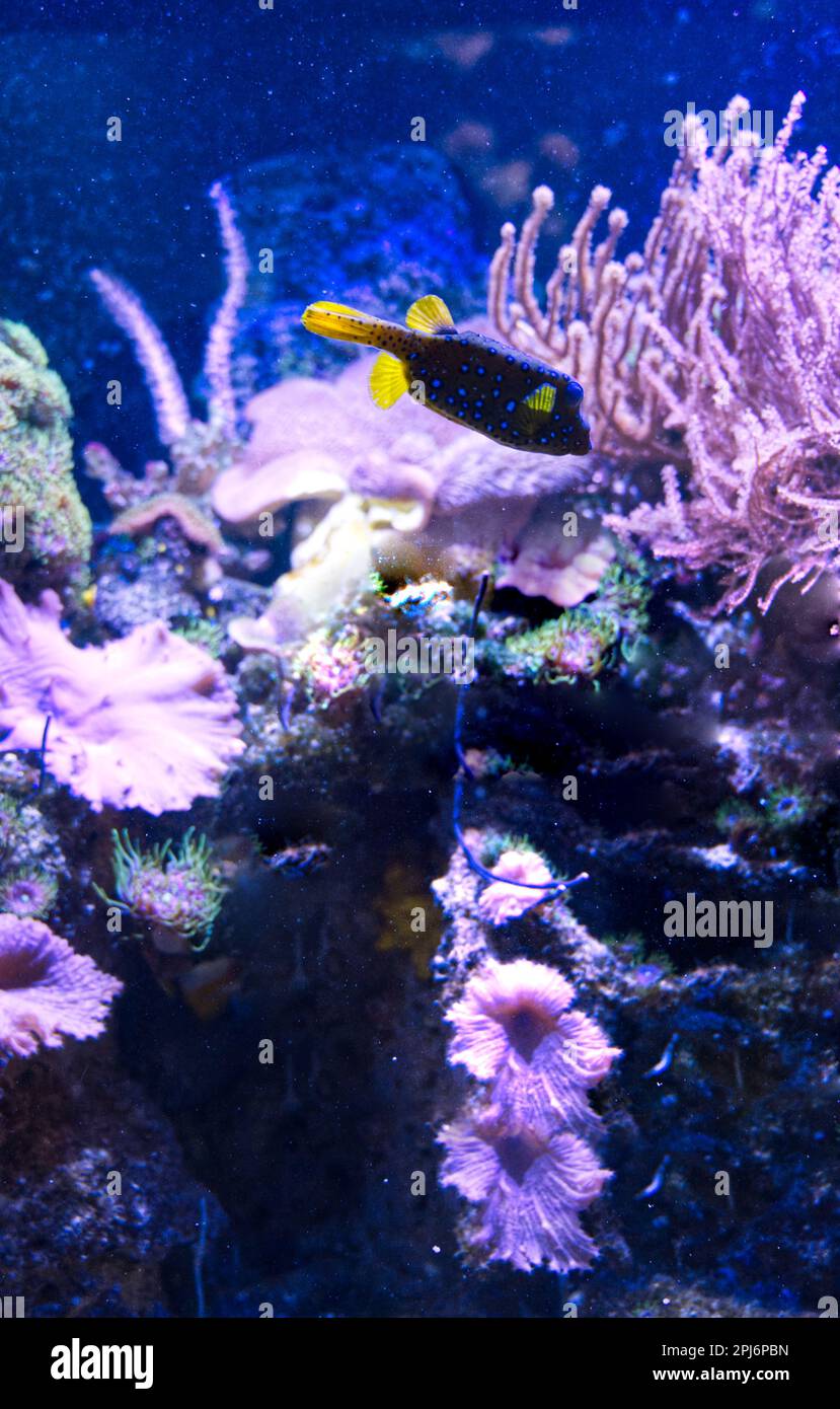 Underwater photograph of a coral reef with a fish taken in portrait ...