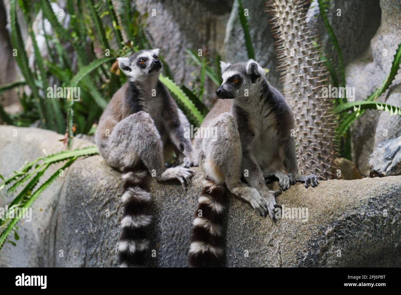 A pair of lemurs from Madagascar sitting together Stock Photo - Alamy