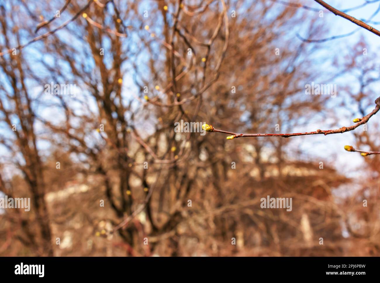 Wild service tree, Sorbus torminalis, buds on a twig in spring Stock ...