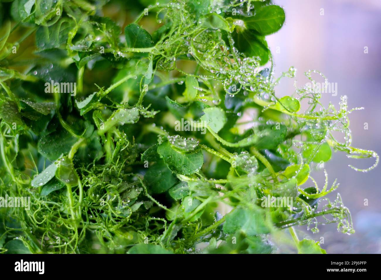 Beautiful young pea sprouts growing in the vegetable garden close-up ...