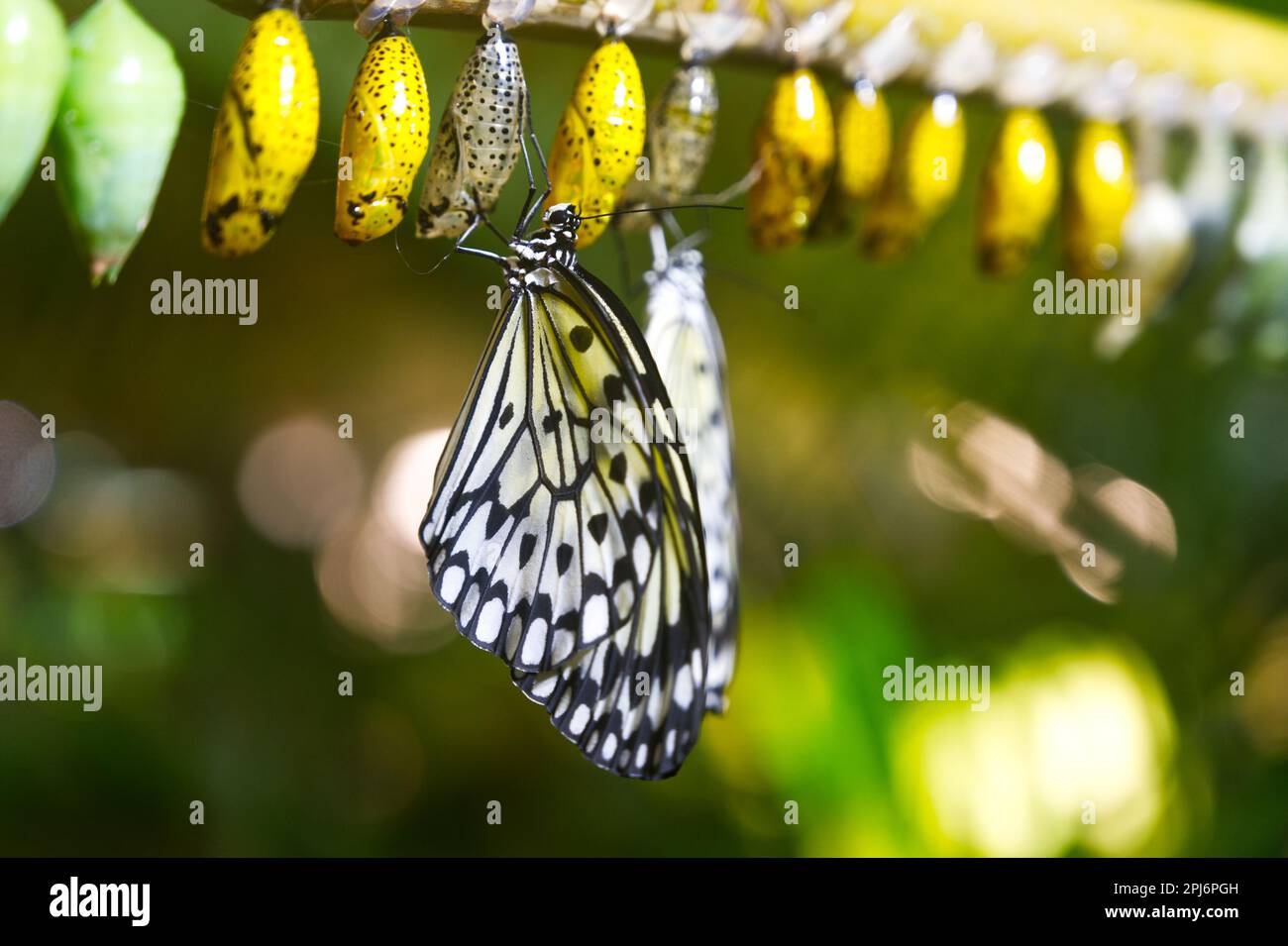 A butterfly sitting on a cocoon close-up view of the care of the unborn ...