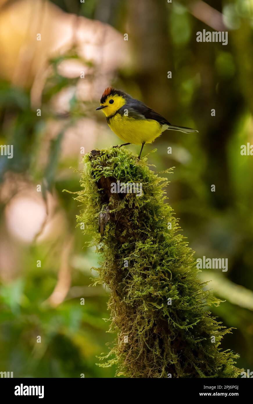 Collared Whitestart - Myioborus torquatus, beautiful small shy perching ...