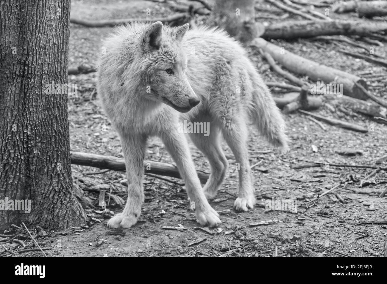 Black and White wolf stay vigilant in the forest taking care Stock ...