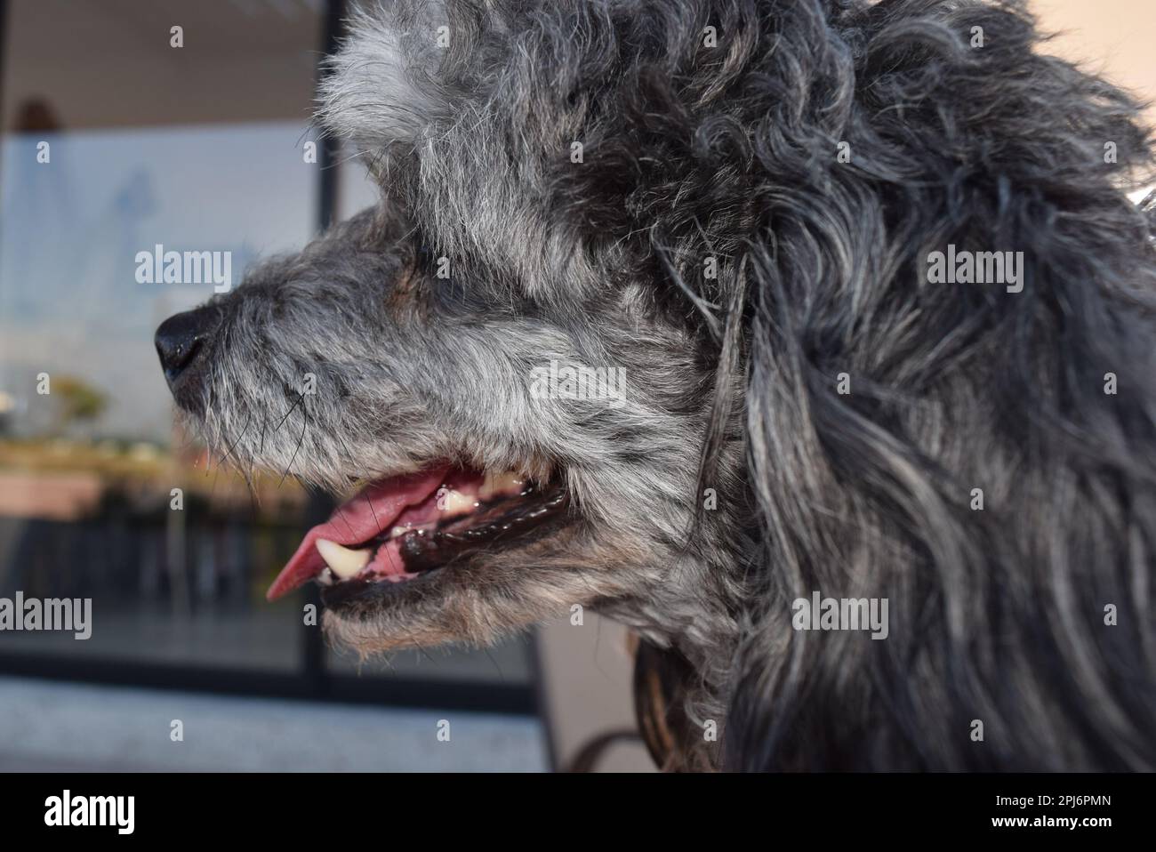 Dogs smile hi-res stock photography and images - Alamy