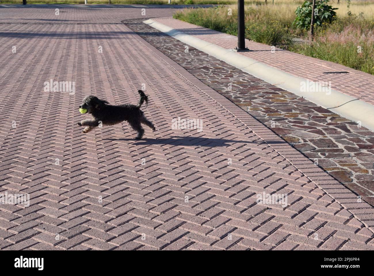 French poodle playing Stock Photo - Alamy