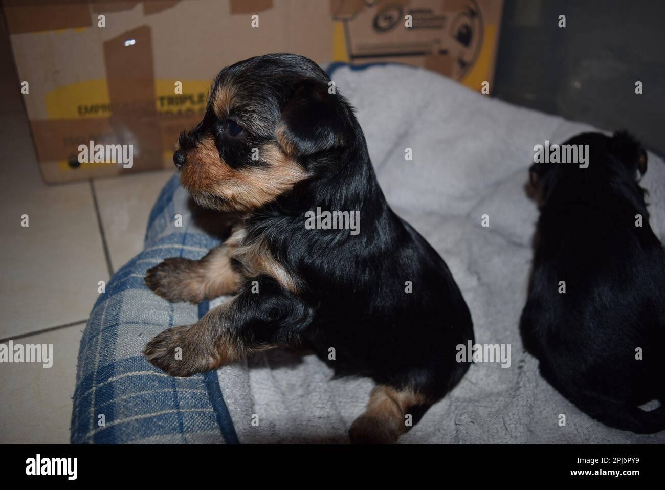 Lengua del perro hi-res stock photography and images - Alamy