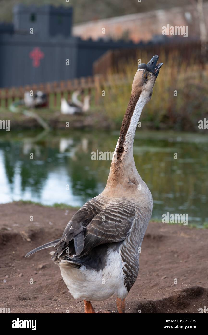 Portrait of a Chinese goose (anser cygnoides domesticus) squawking ...