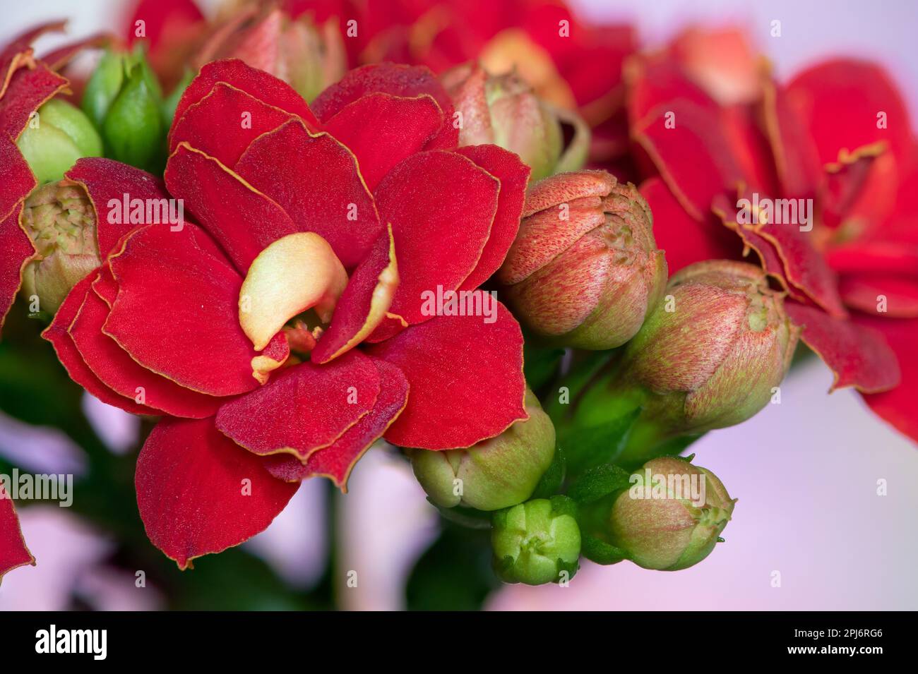 Macro shot of red Madagascar widows thrill (kalanchoe blossfeldiana ...