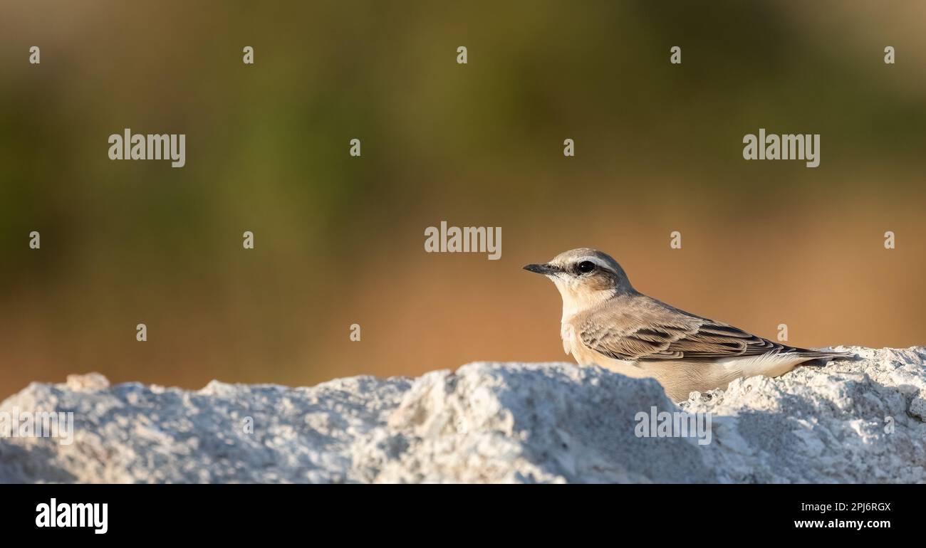 Northern wheatear or Oenanthe Oenanthe spring small bird migration ...