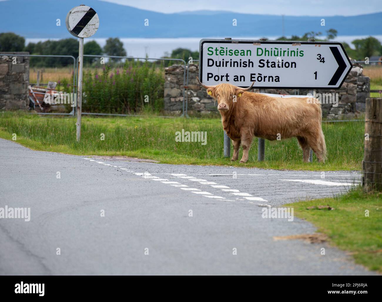 Highland cow by a road sign in the village of Duirinish, Ross-shire, in ...
