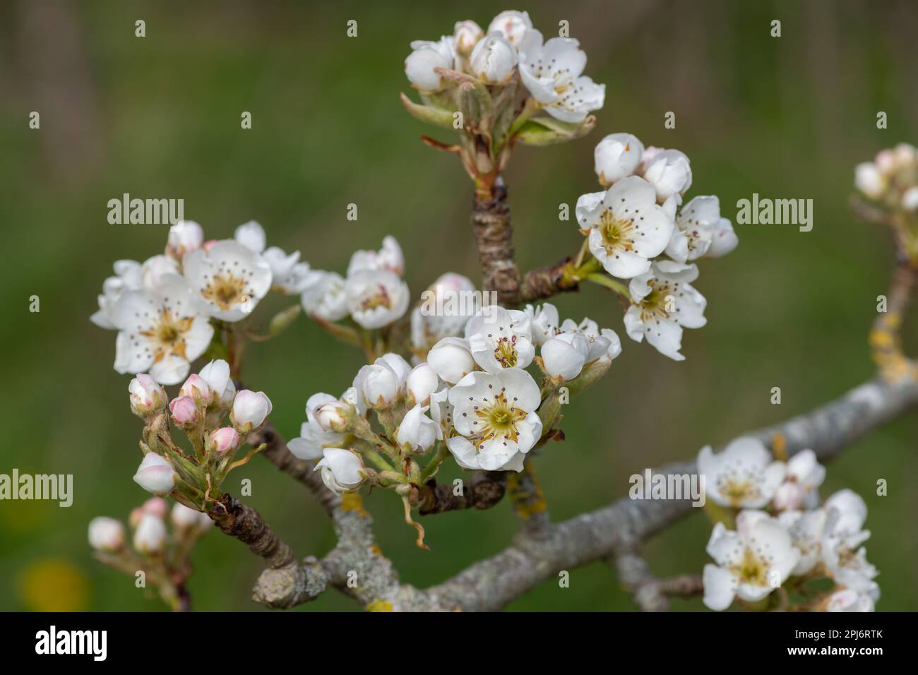 Conference pear tree in flower hi-res stock photography and images - Alamy