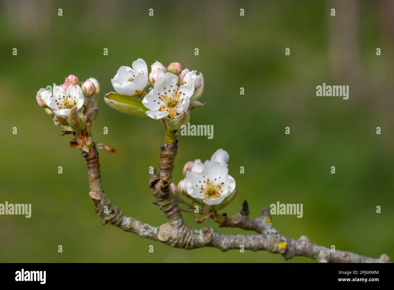 Conference pear tree in flower hi-res stock photography and images - Alamy