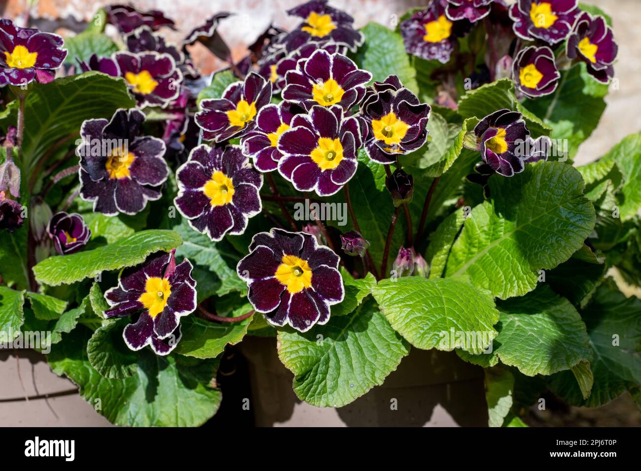 Silver laced with red flowers hi-res stock photography and images - Alamy